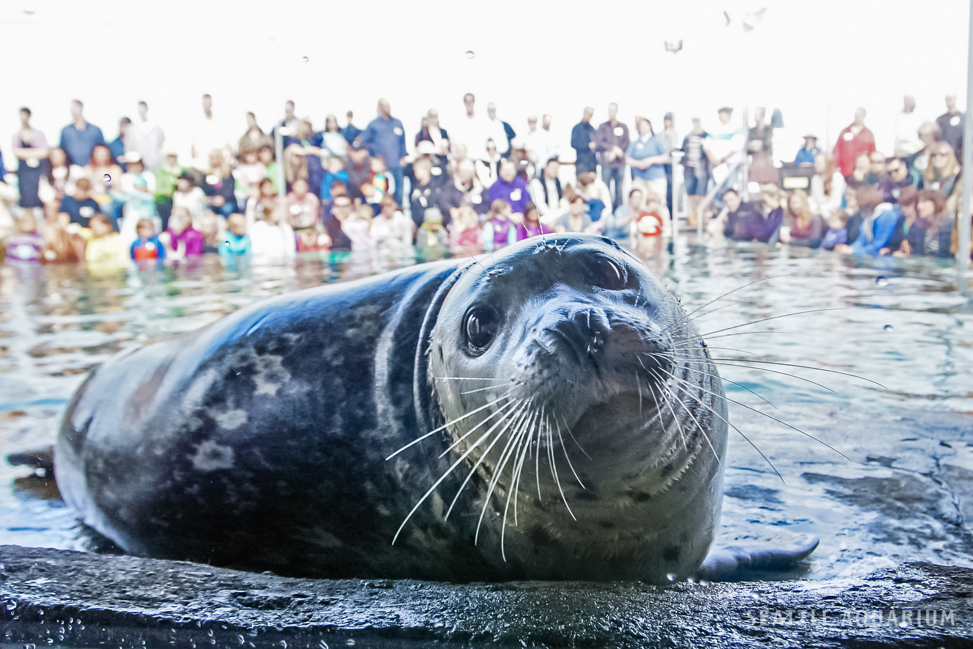 Harbor Seals, Mammals, Animals, BarneyHarbor seal | KAFE 104.1