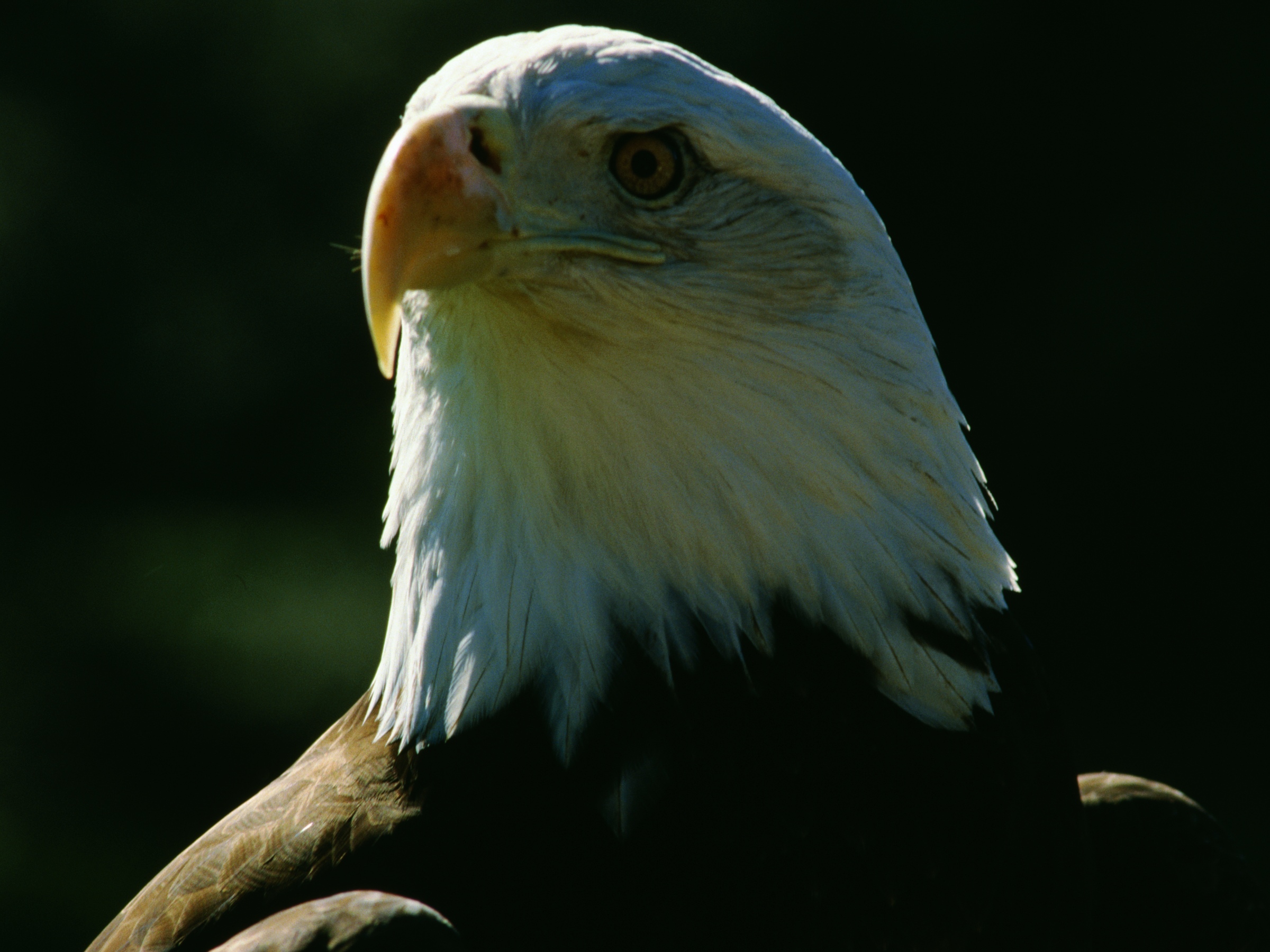 Skagit River Bald Eagle Interpretive Center | KAFE 104.1