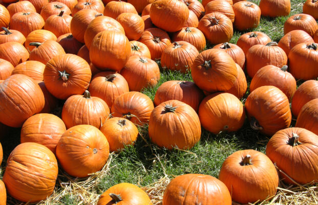 Arrowhead Ranch Fall Festival | KAFE 104.1