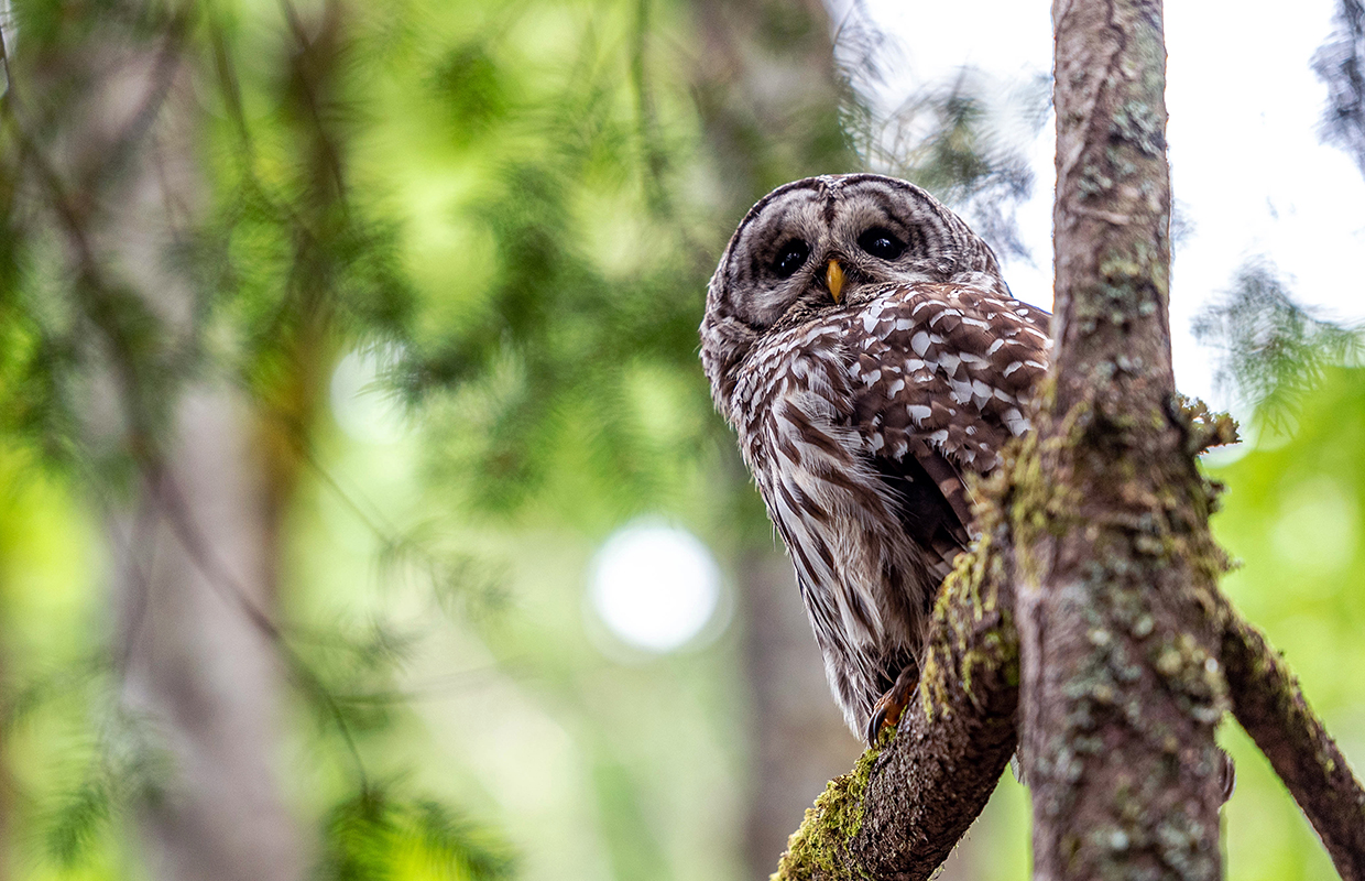All About Owls – Sumas Library | KAFE 104.1
